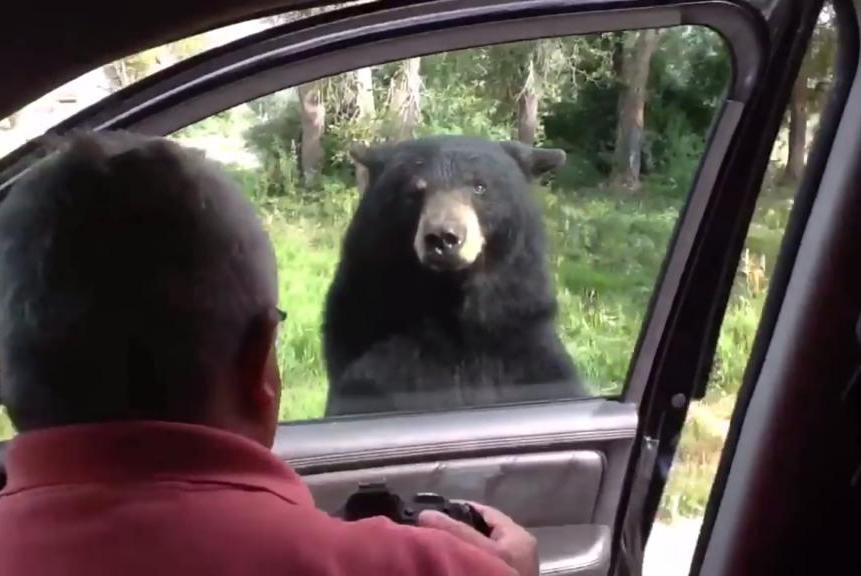Black Bear Terrifies Family By Breaking Into Their Car - Standard News